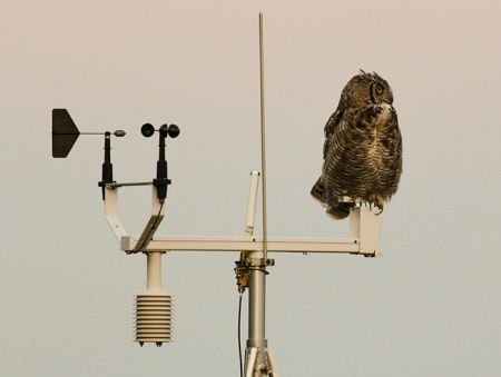 6 Tips to Protect Your Weather Station from Birds